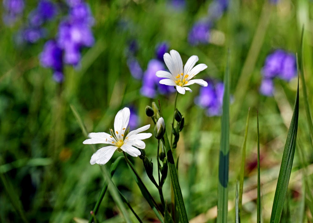 Roy's Nature Logbook: Flowers of the Forest