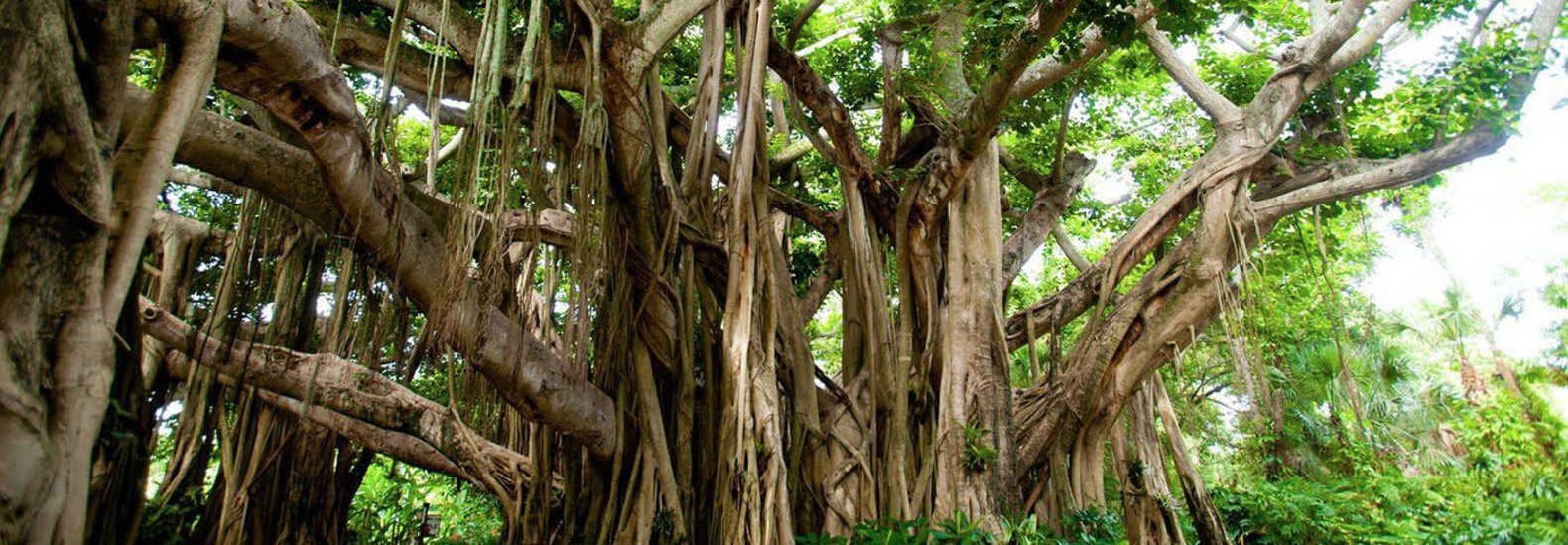 Elgrannino.net: El árbol artificial más grande del mundo se encuentra ...