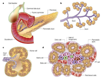 Atlas virtual de histologia e patologia: [CC #9]: PANCREATITE