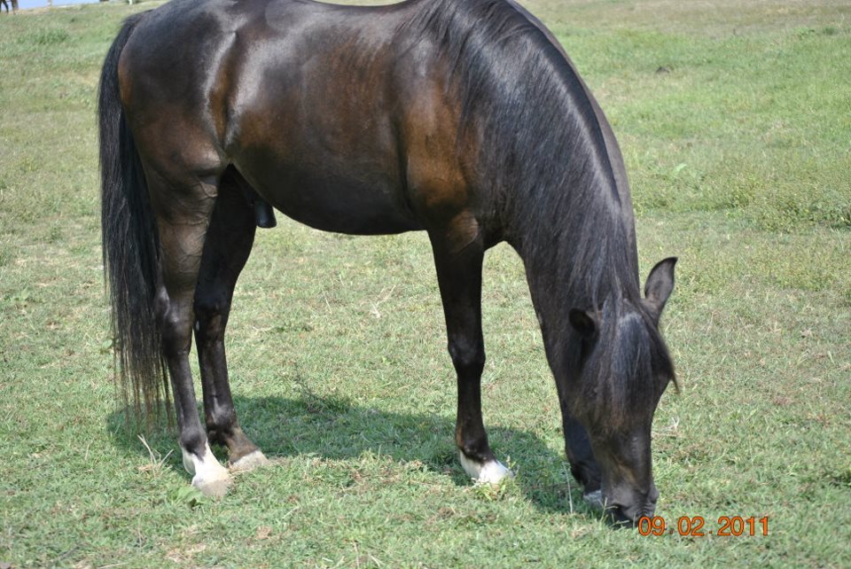 Drinkers of the Wind - Desert Bred Arabians
