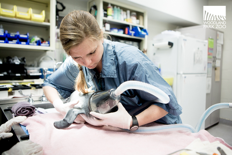 Penguin Chick Check-Up