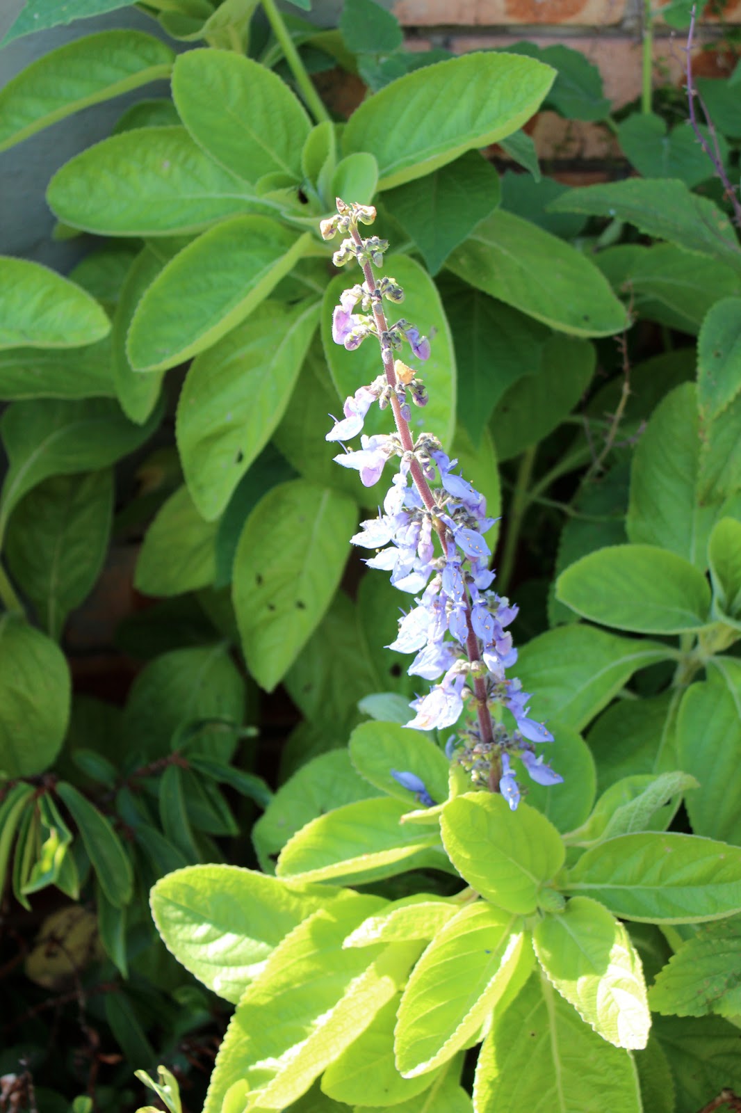 Florez Nursery: Plectranthus barbatus var. grandis
