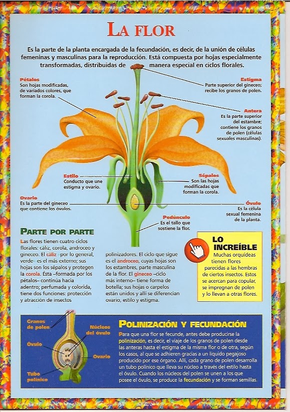 PARTES DE LA FLOR CIENCIAS NATURALES PRIMARIA : FICHAS PARA NIÑOS