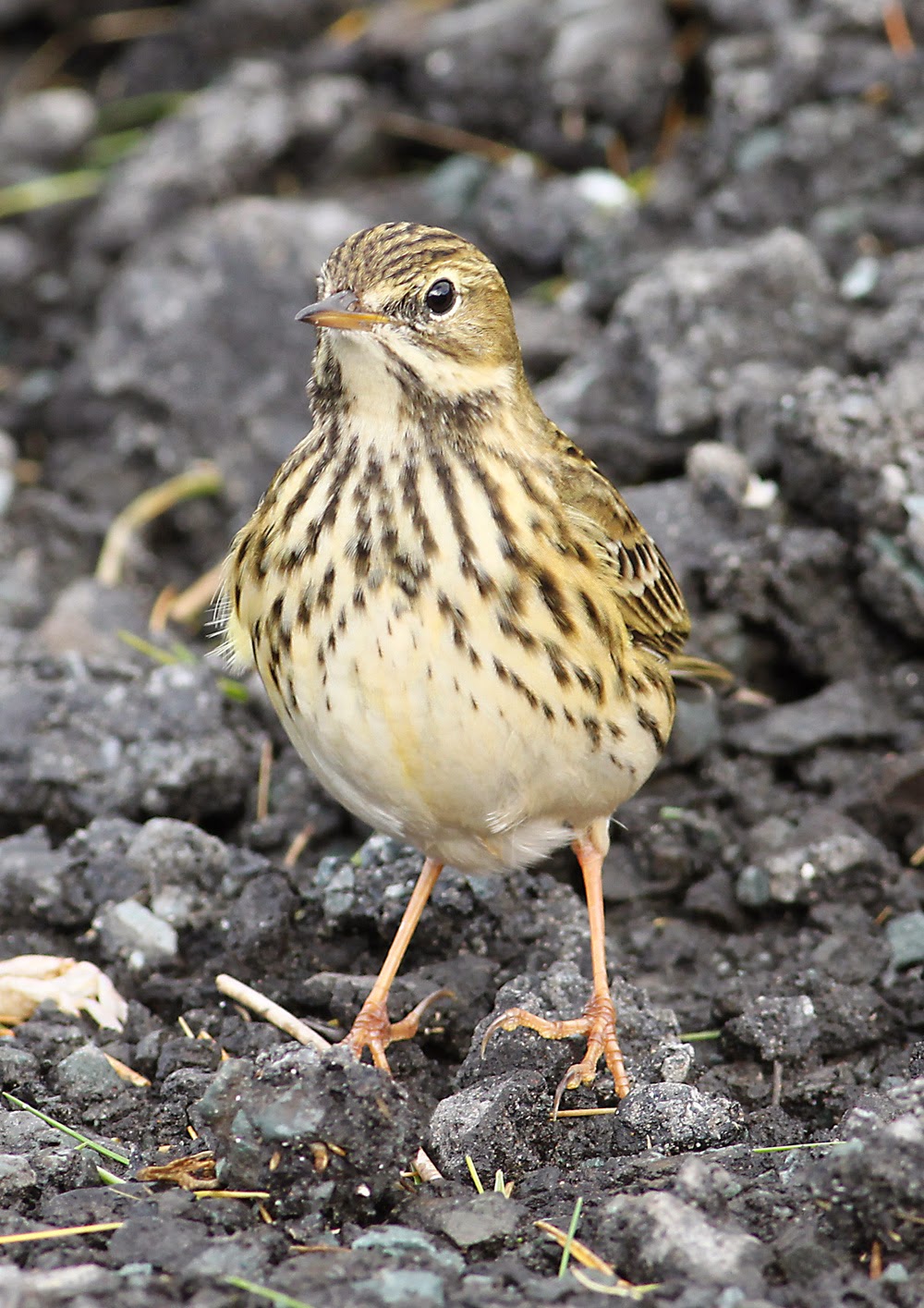 Another Bird Blog: Birding Black Friday