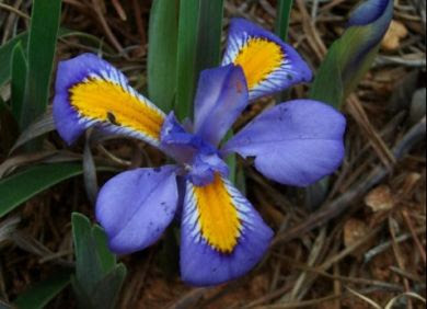 the rusty hoe: today's flower: dwarf iris