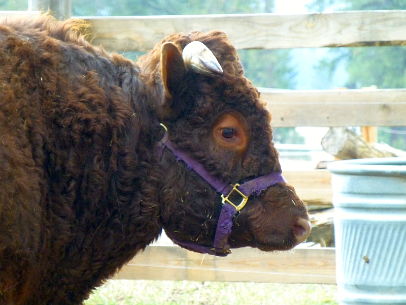 Rural Revolution: Bull roping