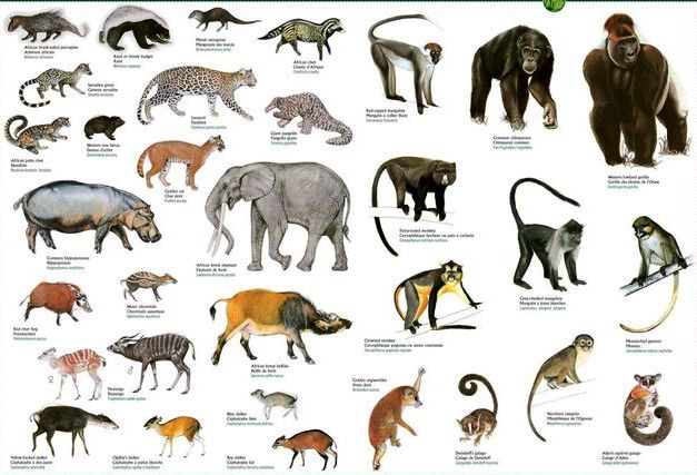 Pendidikan Bahasa Inggris SD, SMP, SMA: Materi Bahasa Inggris Sd kelas ...