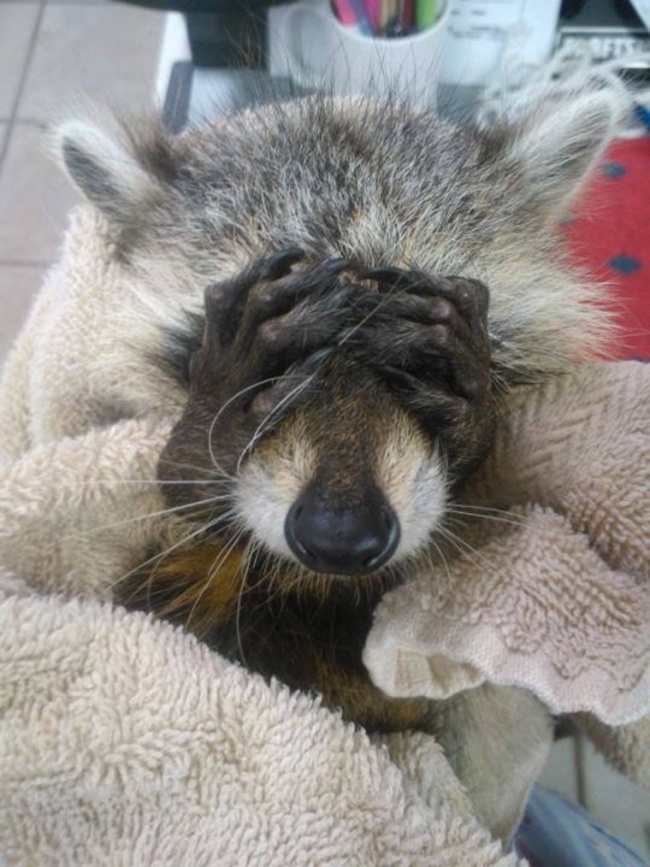 RAKUNI ( RACCOON ),predivni i nestašni rakuni uveseljavaju nas svojim ...