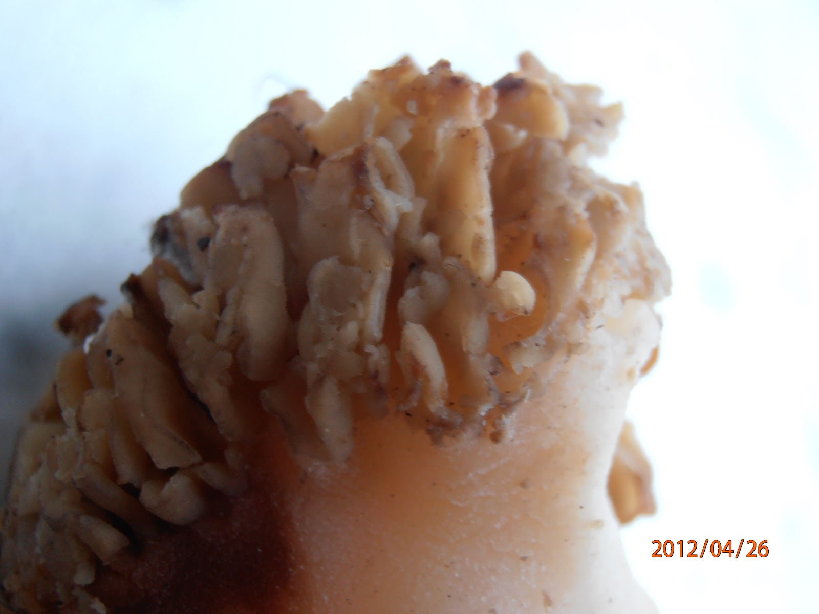 Terra Morchellarum: Interesting outings regarding fungi : bell morels ...