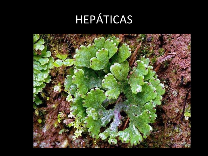 Briófitas: Hepáticas. | Biologia: A ciência da vida