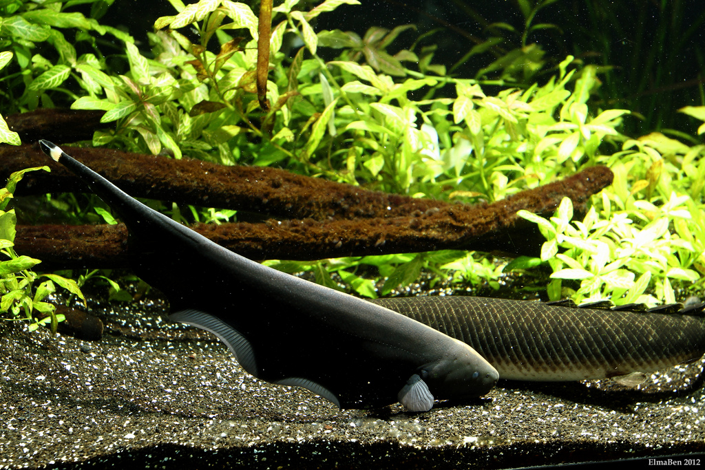 Mania de Aquário: Ituí Cavalo