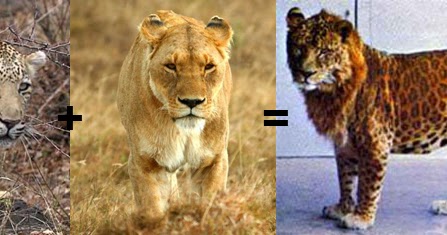 ANIMALES HIBRIDOS: LEOPON