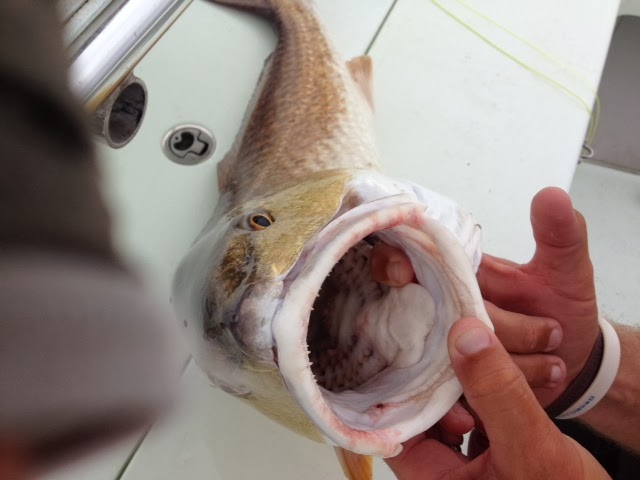 Fish B4U Fly: Red Drum - Black Drum.. It's not just about the oysters.