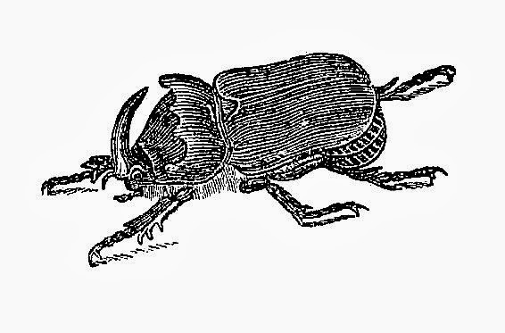 Digital Stamp Design: Free Insect Digital Stamps: 3 Beetle Digital ...