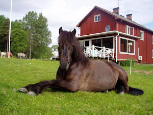 ISLANDSHÄSTAR: Barbackagjord +barbackapad = nära hästens rörelse