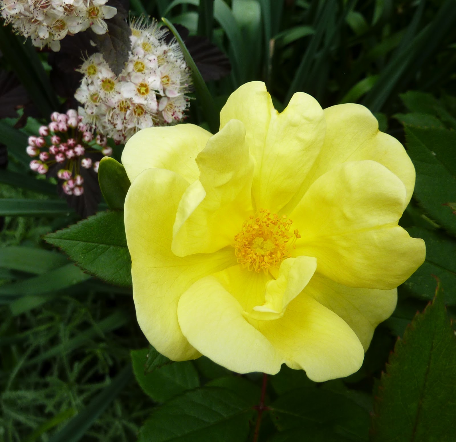 Rogue Eggplant: May showers, May flowers