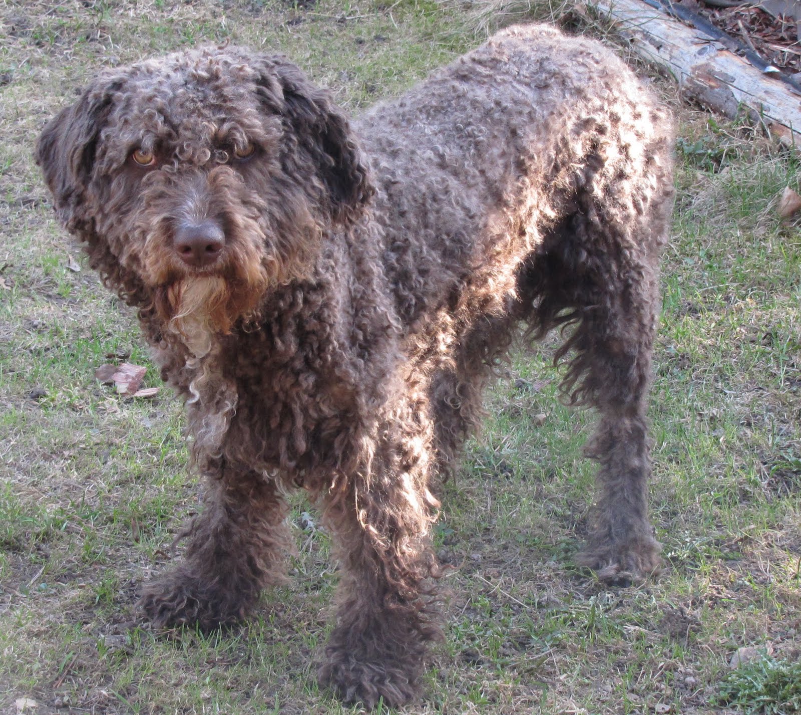 LEMMIKIT: 29/4/2011: Lemmy - the karvaton koira