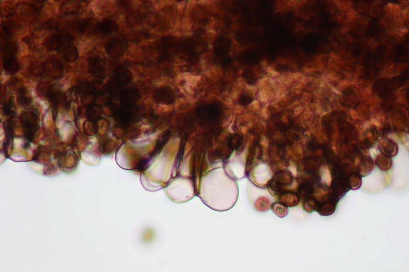 El mundo microscópico de los hongos: Agaricus bisporus (Lge.)Sing.