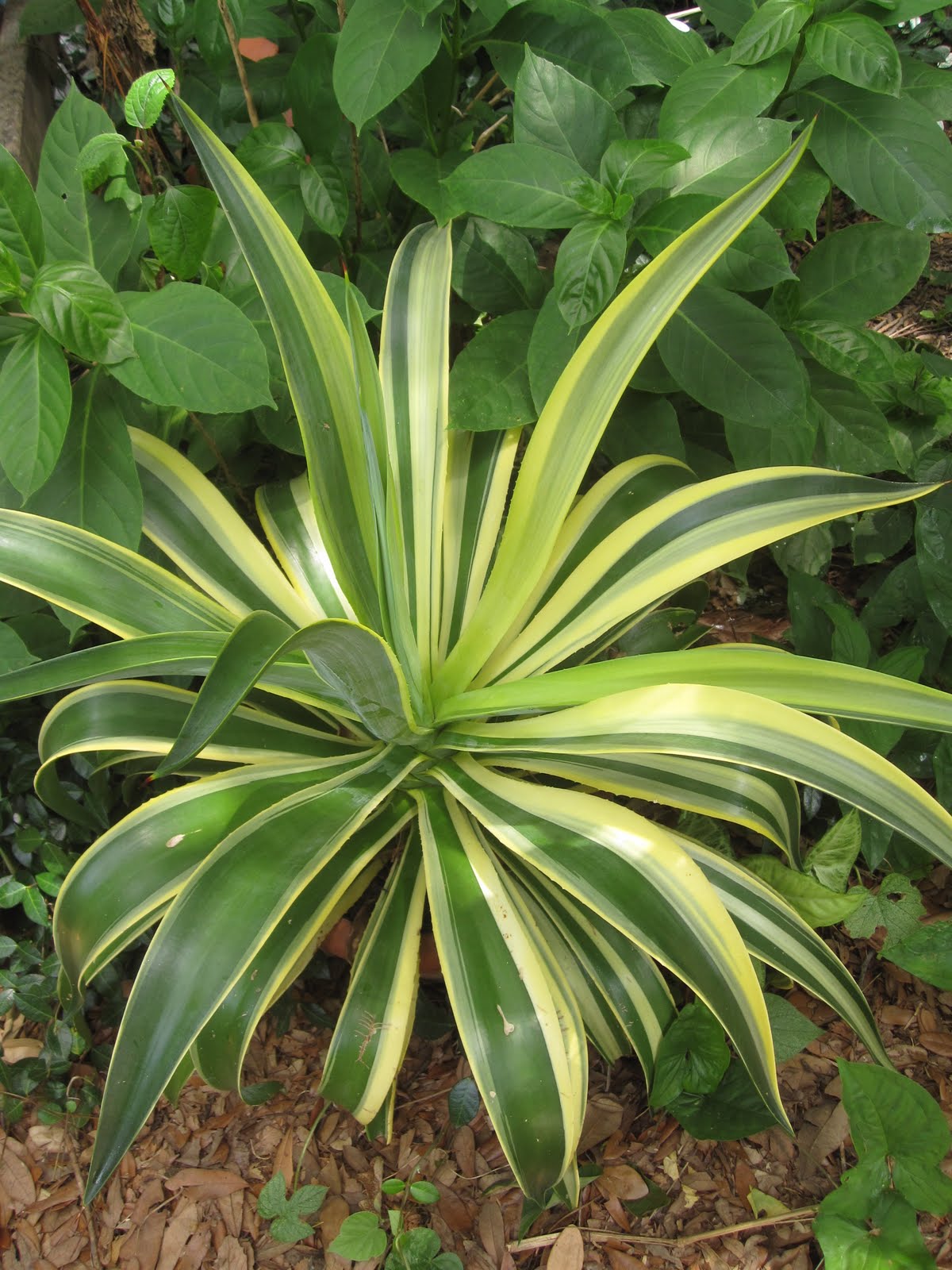 Tropical Texana: MY AGAVE COLLECTION PART 1: THE SOFTER SIDE OF AGAVES