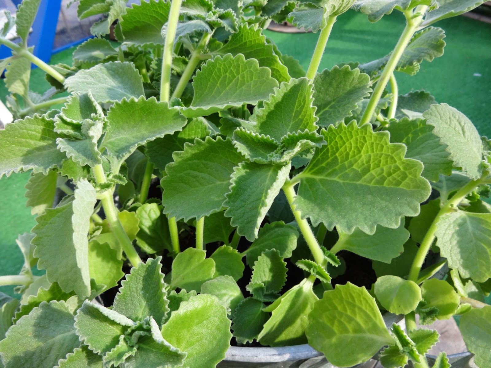 Herbs from Distant Lands: Plectranthus amboinicus, Coleus aromaticus ...
