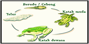 mydocuments: PROSES METAMORFOSIS PADA KATAK