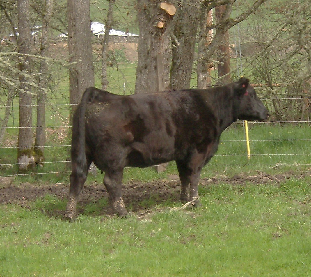 Campbell Club Calves: The Ladies