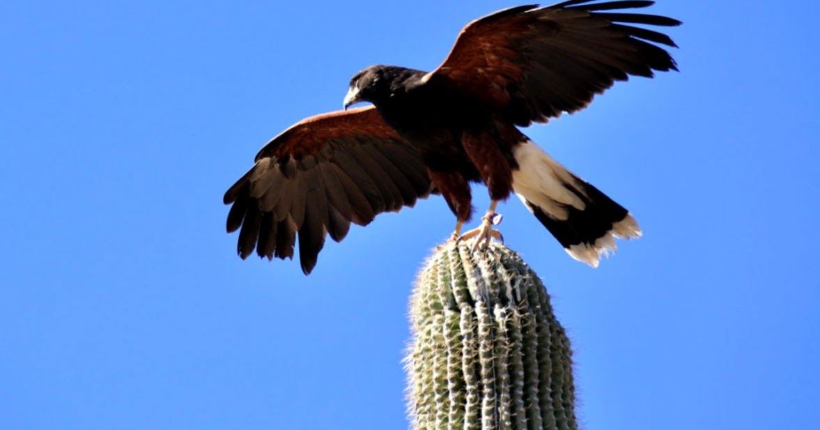 Desert Hawk Animal | Amazing Wallpapers