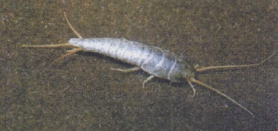 Revista Furcia: LOS PESCADITOS DEL BAÑO