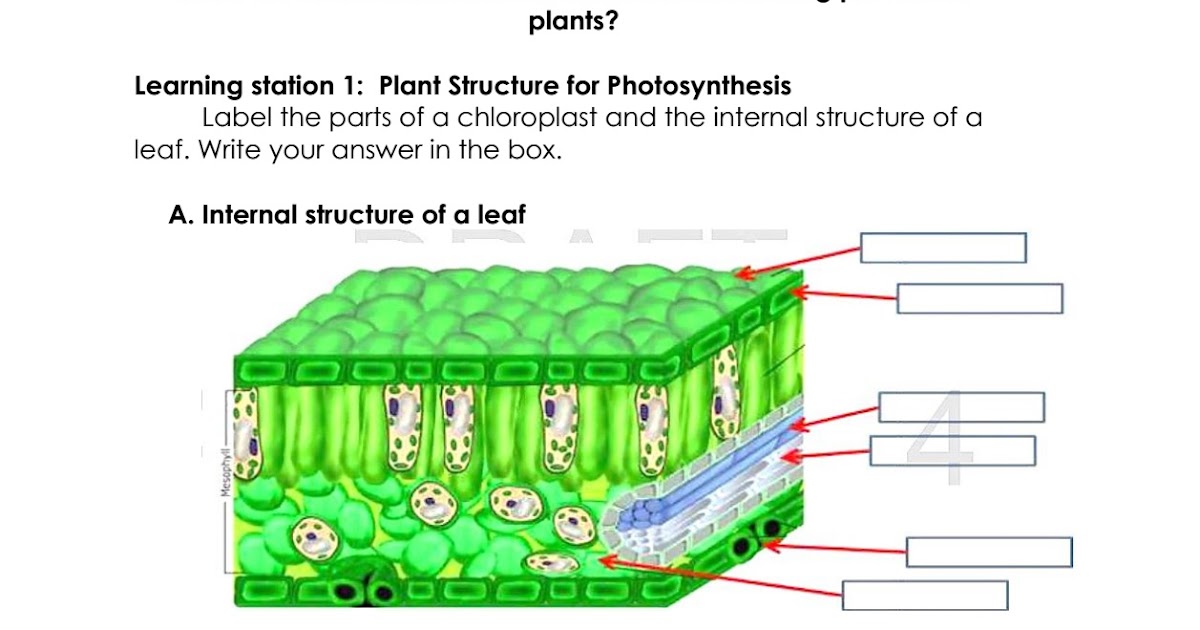 Science Concepts And Questions K To 12 Photosynthesis And Cellular science-concepts-and-questions-k-to-12-photosynthesis-and-cellular