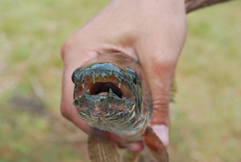 Amilton e Diego - Dicas De Pesca: Traíra / Wolf-Fish ( Hoplias ...