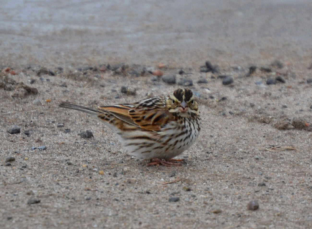 Woods Walks and Wildlife: Two Frozen Beaches