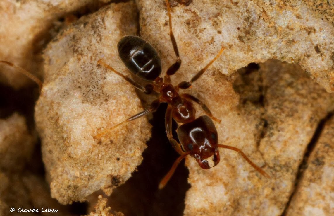 Fourmis du Laos: Pseudolasius sp