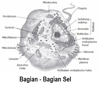 PENGERTIAN DAN FUNGSI BAGIAN SEL (SELAPUT PLASMA, SITOPLASMA, INTI SEL ...