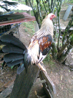 Sarawak Gamefowl Farm: Battlefowl- Stag (17/7/11)