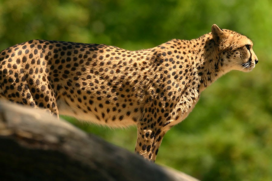 Información sobre el Guepardo