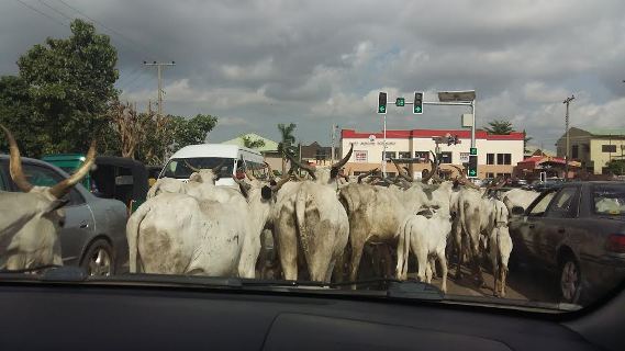 Cow Invasion: Herd Of Cattle Take Over Abuja Road [Photos ...