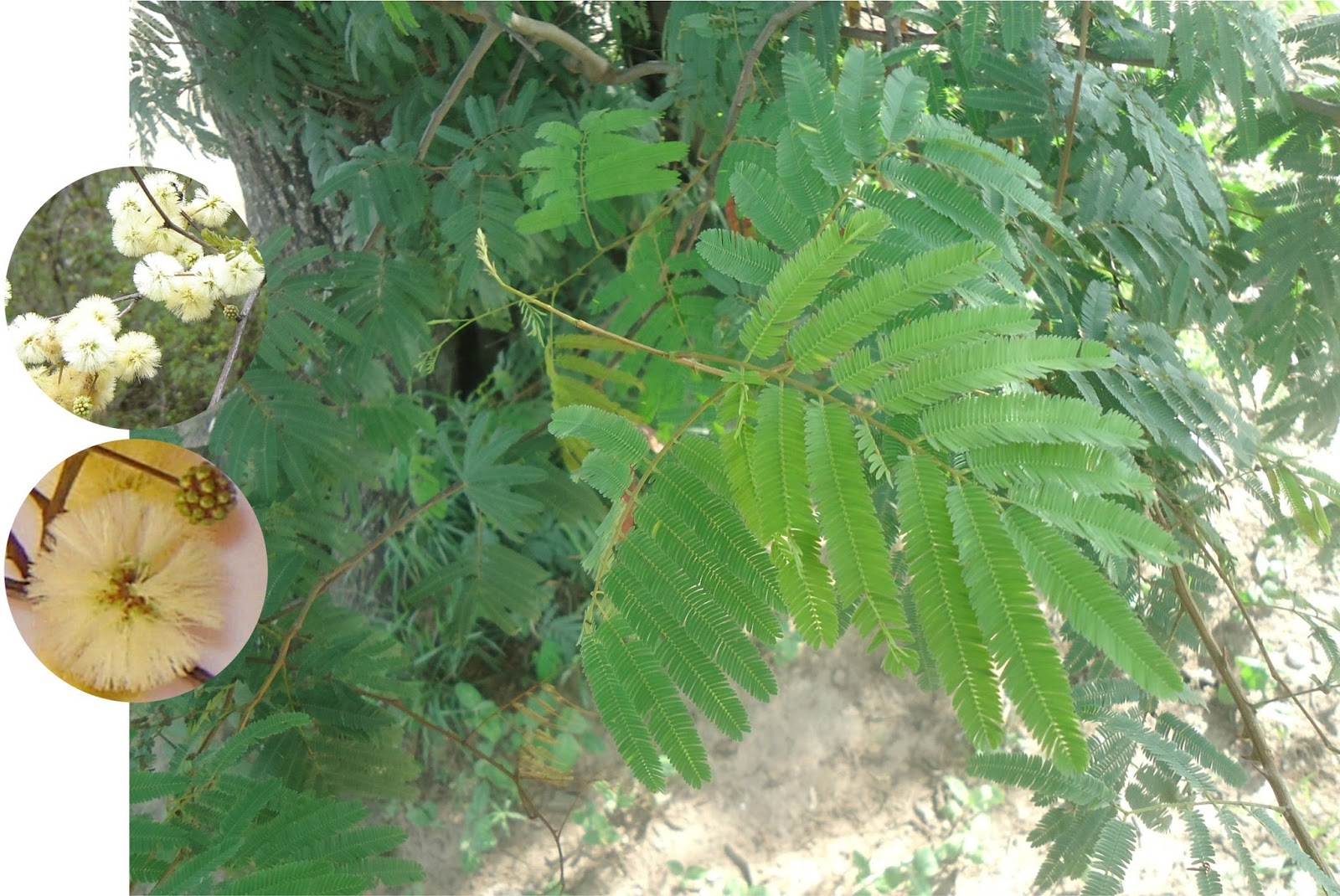 Argentina nativa: Garabato (Senegalia praecox)