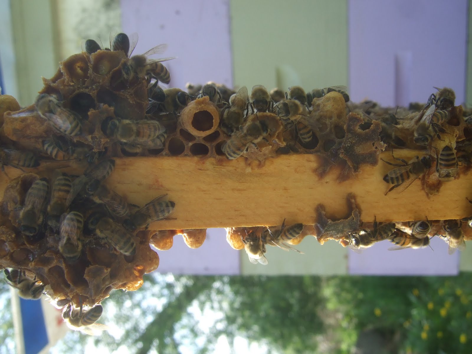 The Bee Journal: Queen Swarm Cells