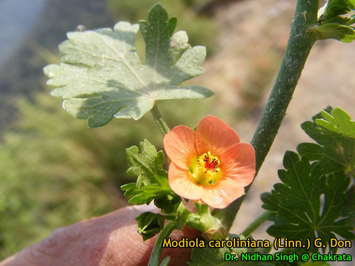 Medicinal Plants: Modiola caroliniana