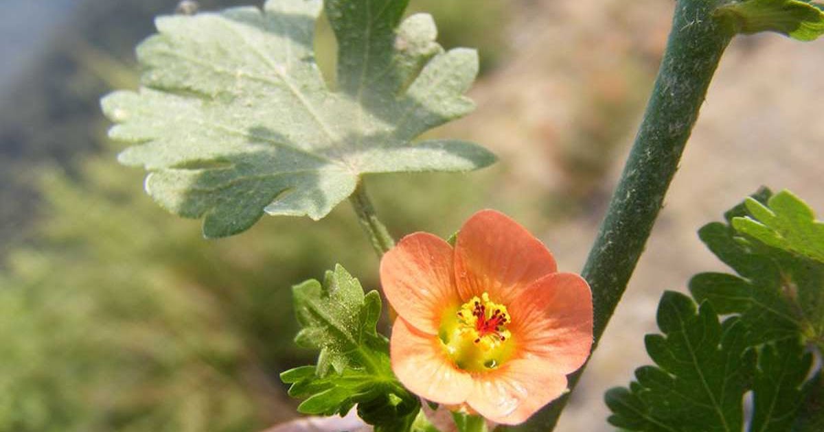 Medicinal Plants: Modiola caroliniana, Bristly-fruited Mallow, Modiola