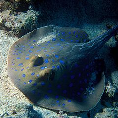 Biologia acuática.: La batoidea