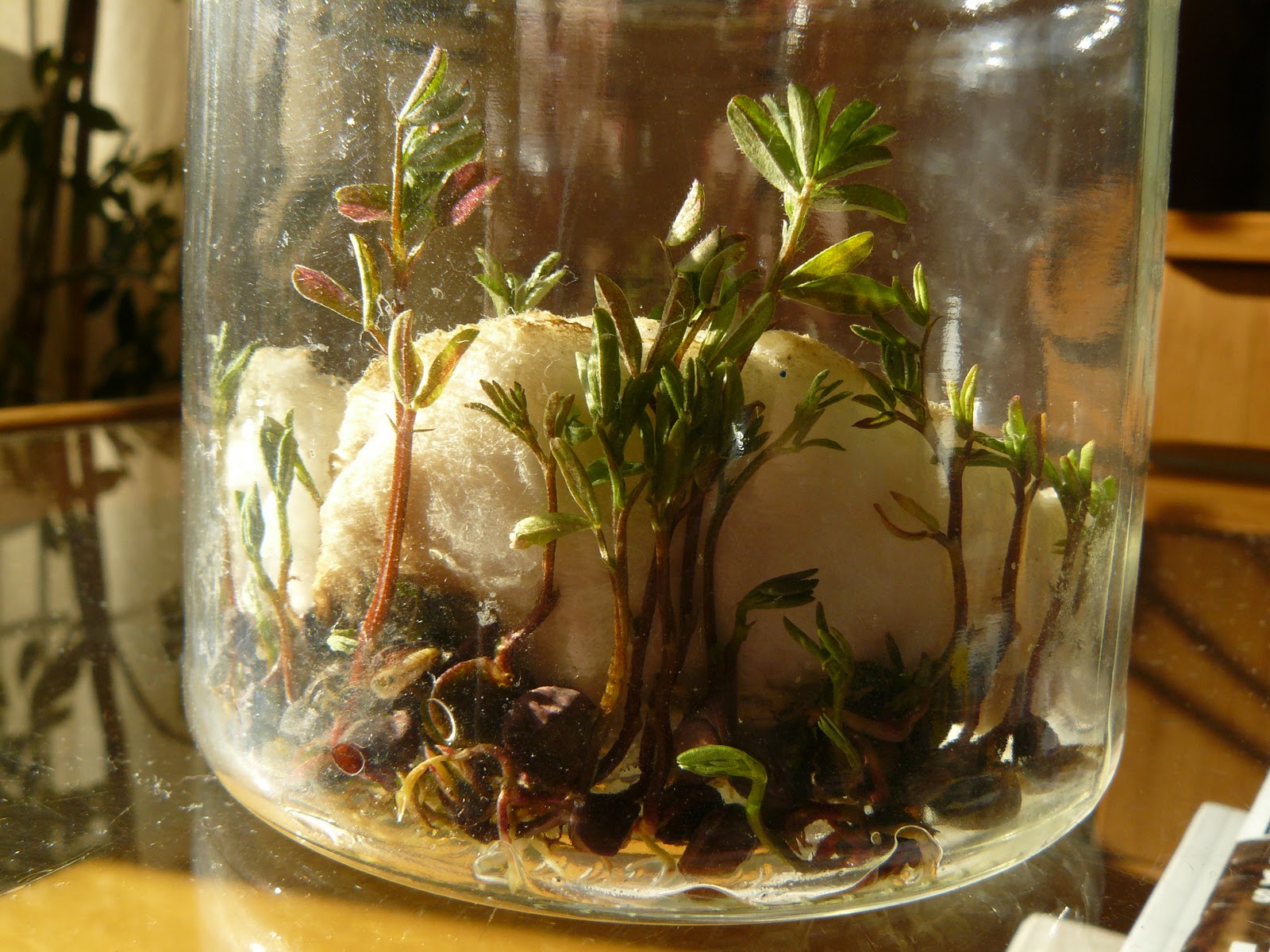 Experiment amb plantes