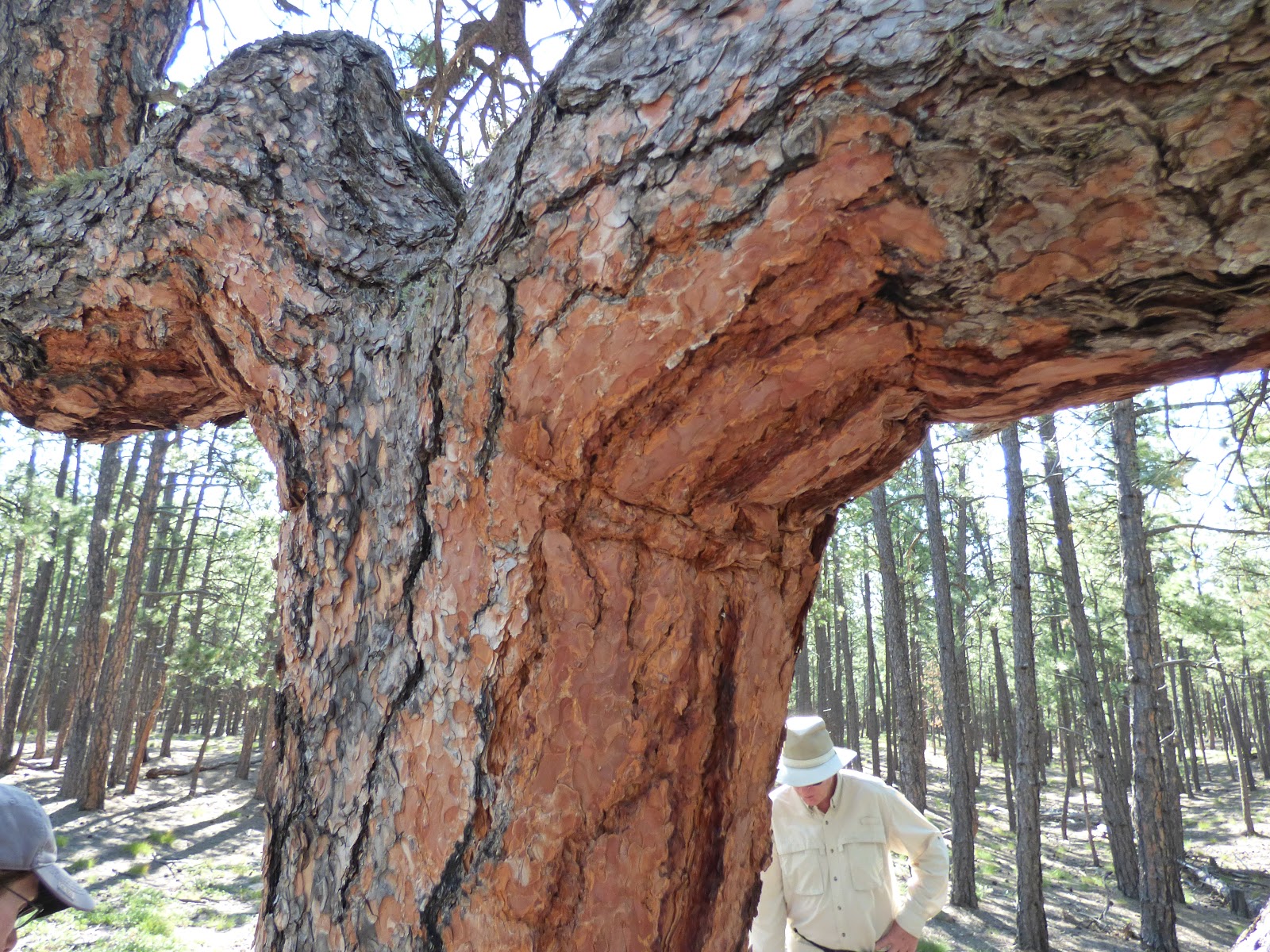 Otowi: Ute Prayer Trees - Fox Run Park - 8-26-17