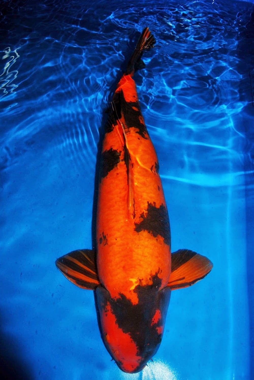 Jual Ikan Hias Koi di Bali: Sekilas Tentang Ikan Koi