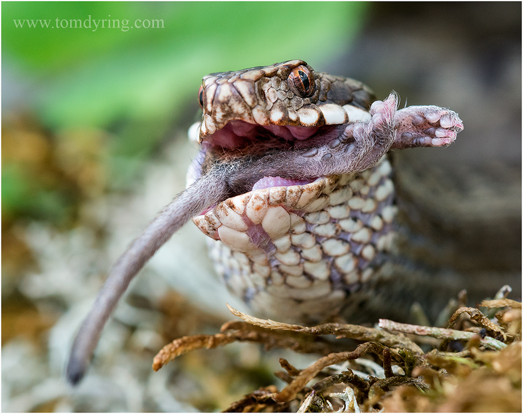 TOM DYRING WILDPHOTO / NN: ADDERS WITH PREY / HUGGORM
