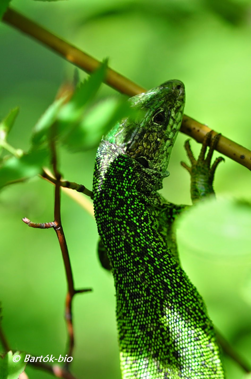 Bartók - bio: Cserjék és füvek rejtekében: a zöld gyík