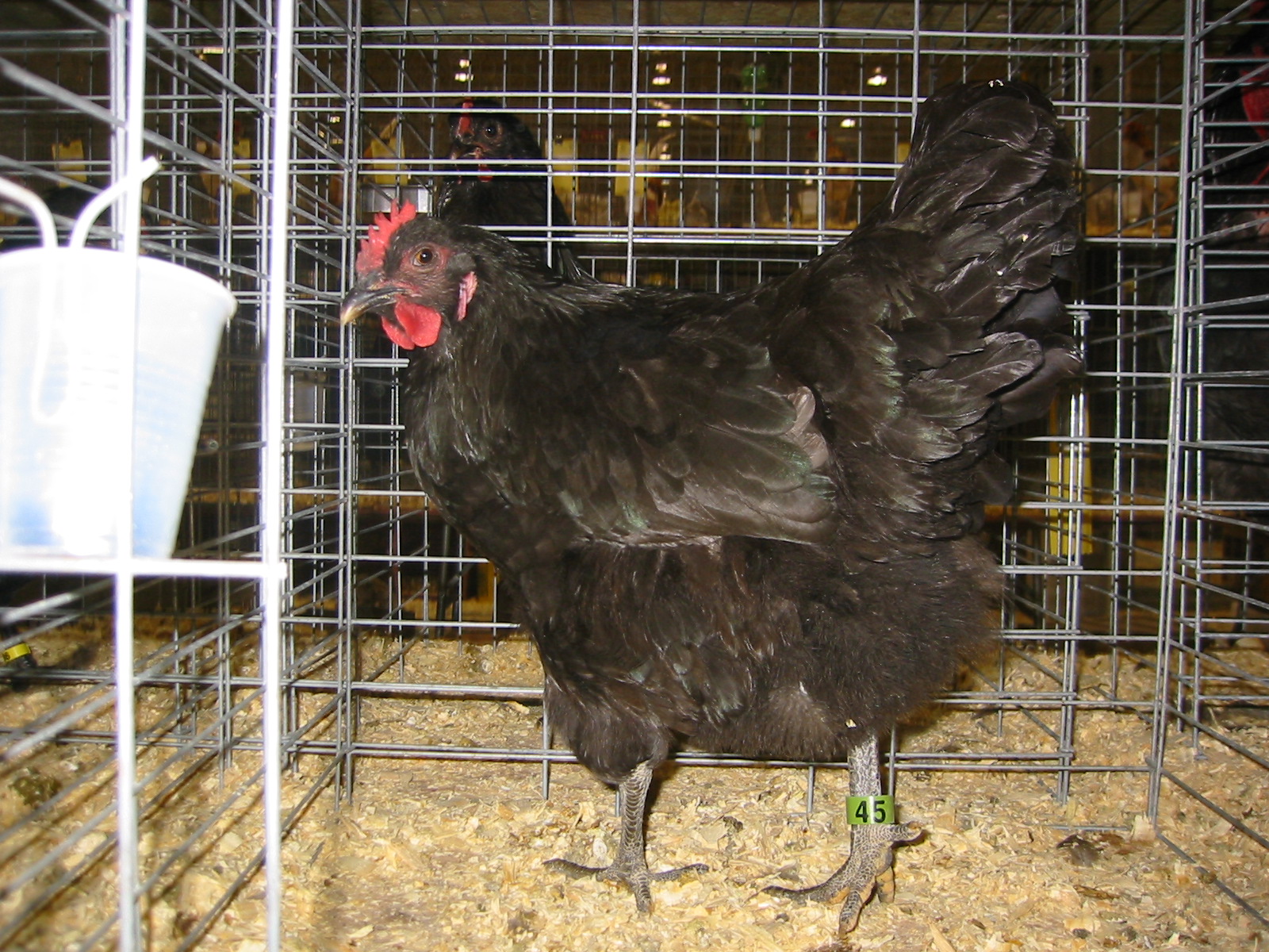 Java breeders: Java Winners from The Crossroads Show