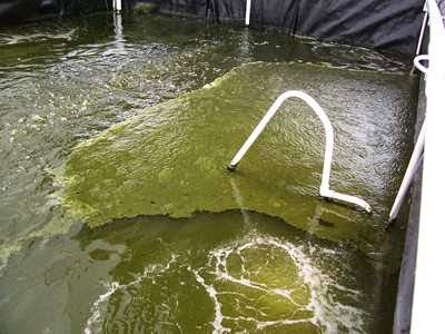 SISTEM BUDIDAYA IKAN | Lele Sistem Resirkulasi Bilatho Farm