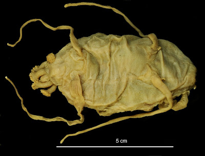 Real Monstrosities: Sea Pig