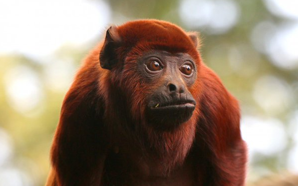 ENTRE TODOS DIGITAL: Monos aulladores rojos retornan a su hábitat en ...